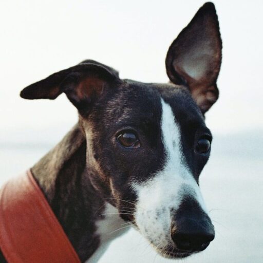 Private In-Home Training - Crimson Hound