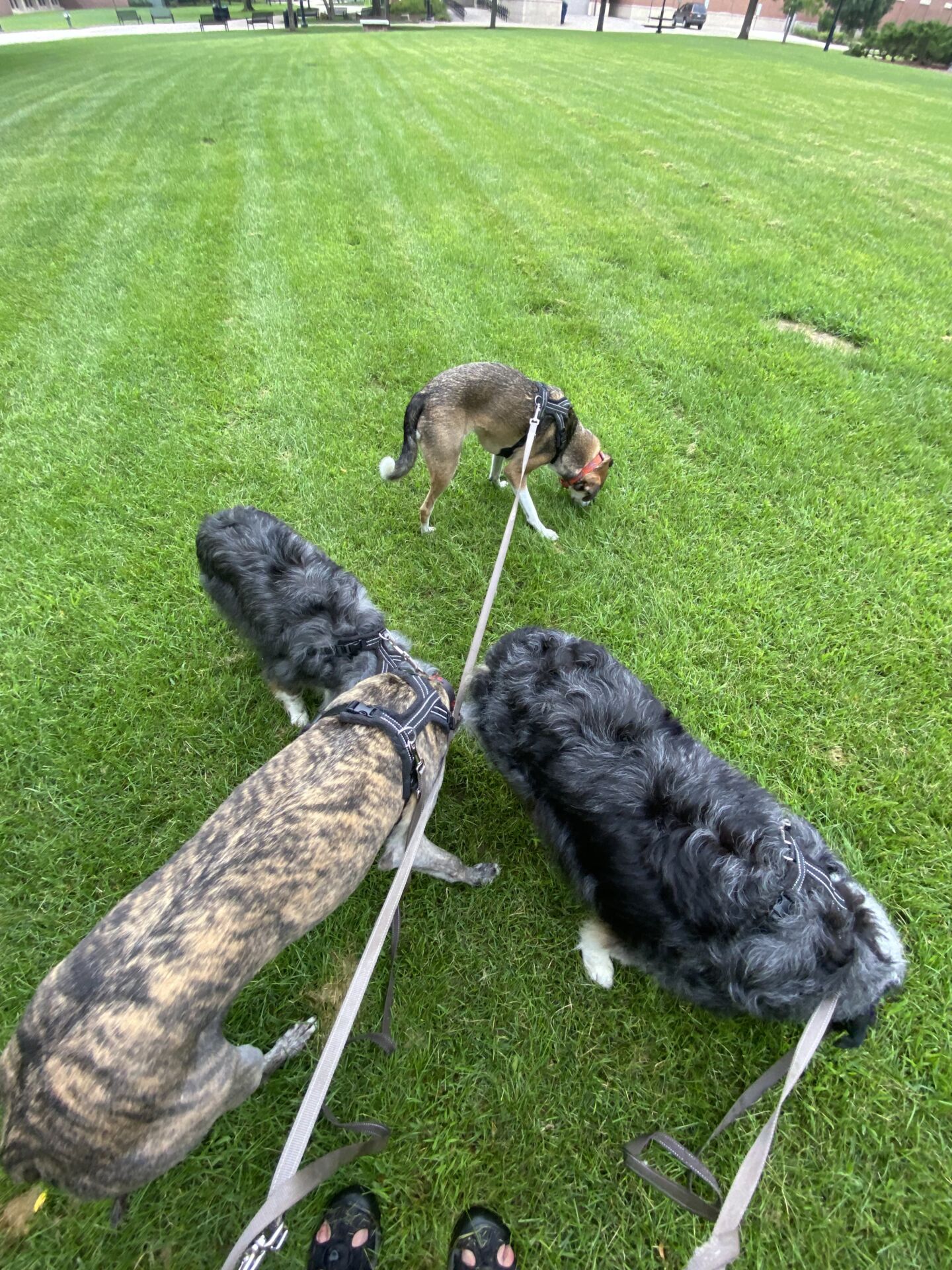 Turn Your Dog Walk Into A Sniff Walk - Crimson Hound
