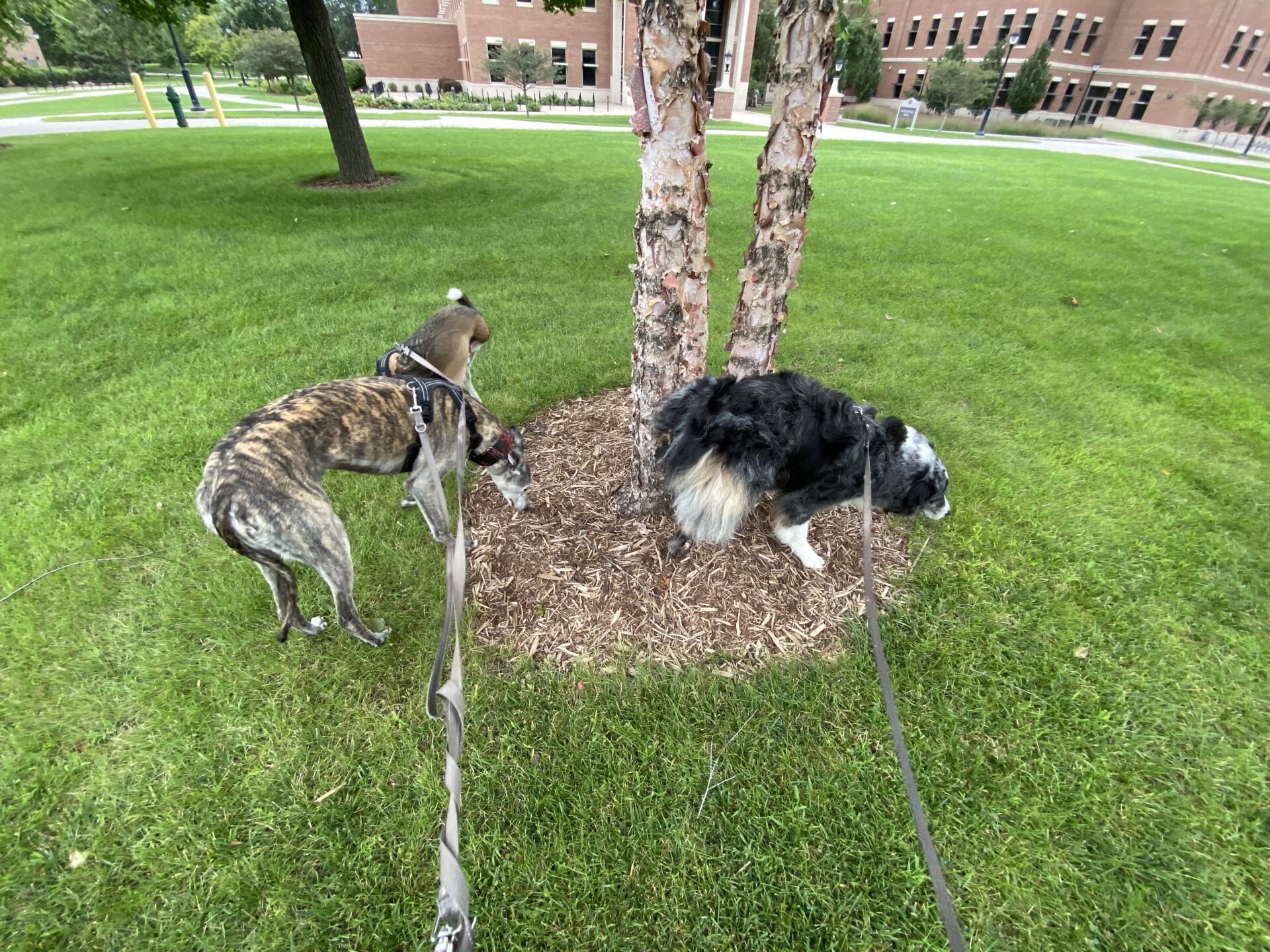 Turn Your Dog Walk Into A Sniff Walk - Crimson Hound