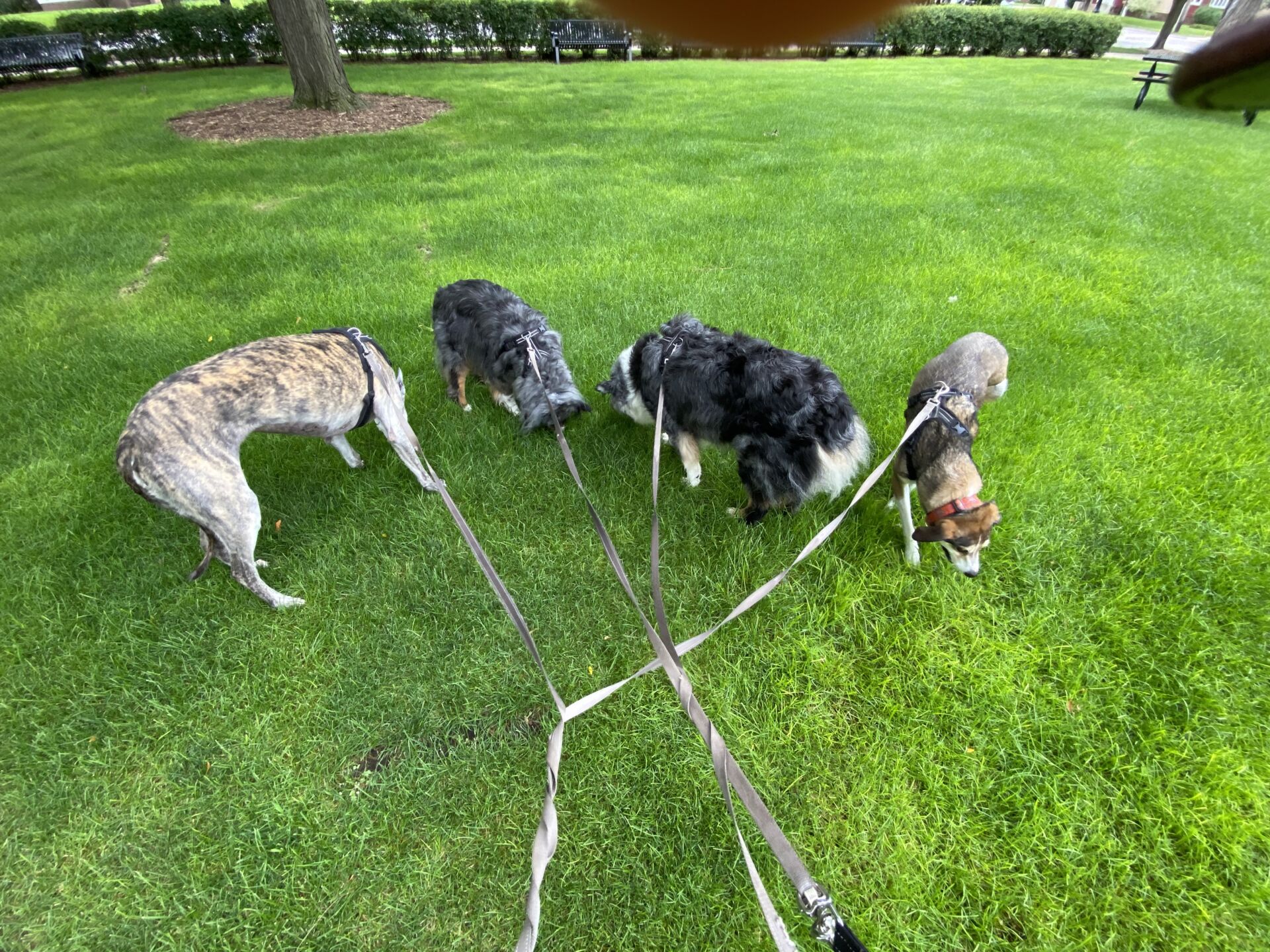 Sniff Walk: What Your Dog Really Wants - Crimson Hound