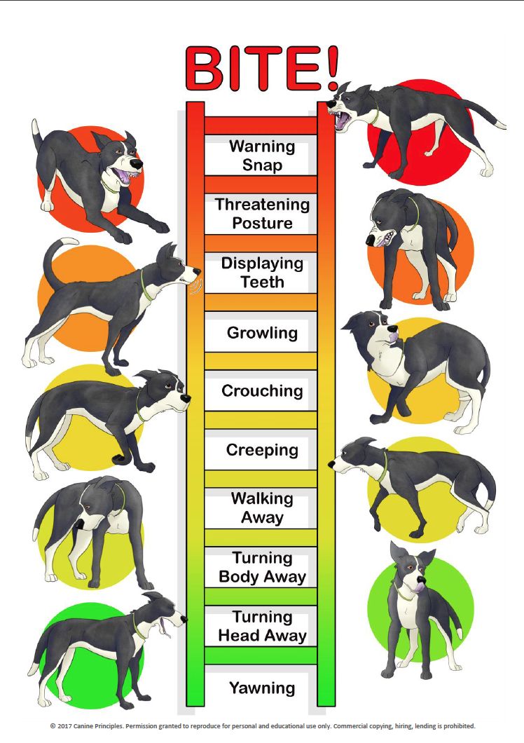 Trigger Stacking - Crimson Hound