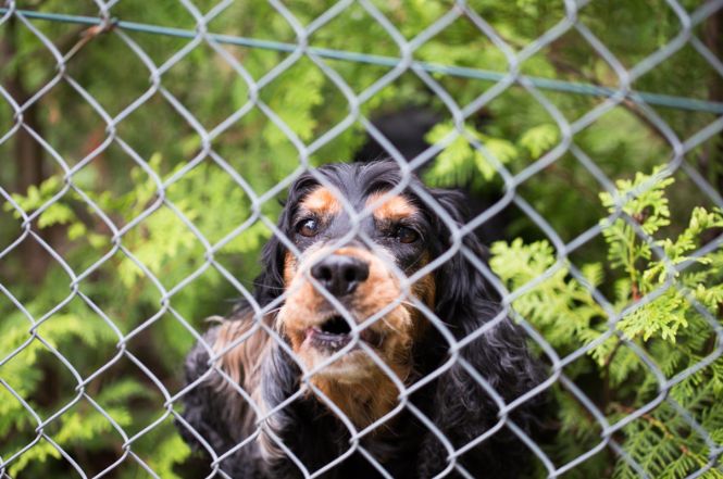 Trigger Stacking - Crimson Hound